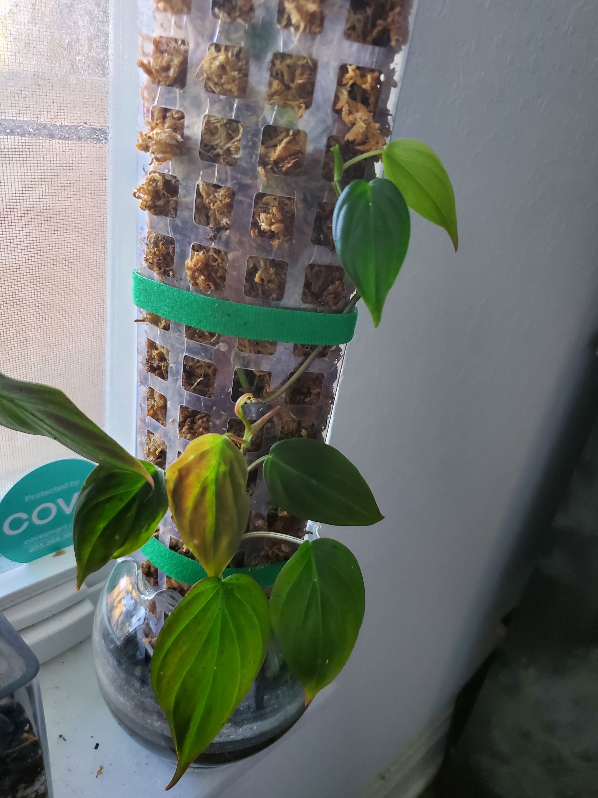 Rudolph Philodendron: How Much Water & Light Does it Need to Thrive?