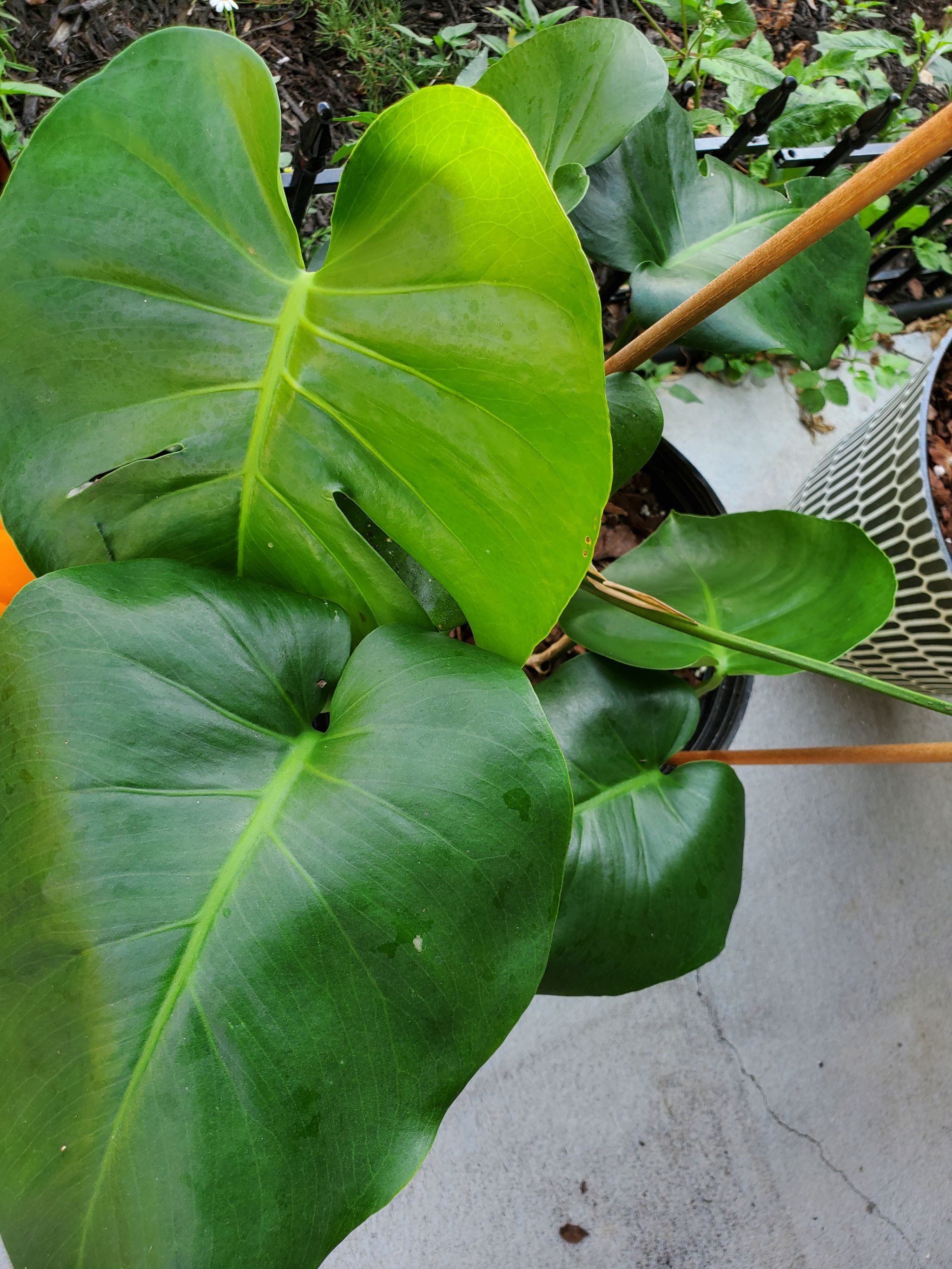 Monstera 'Burle Marx Flame' Care 101: Water, Light & Growing Tips
