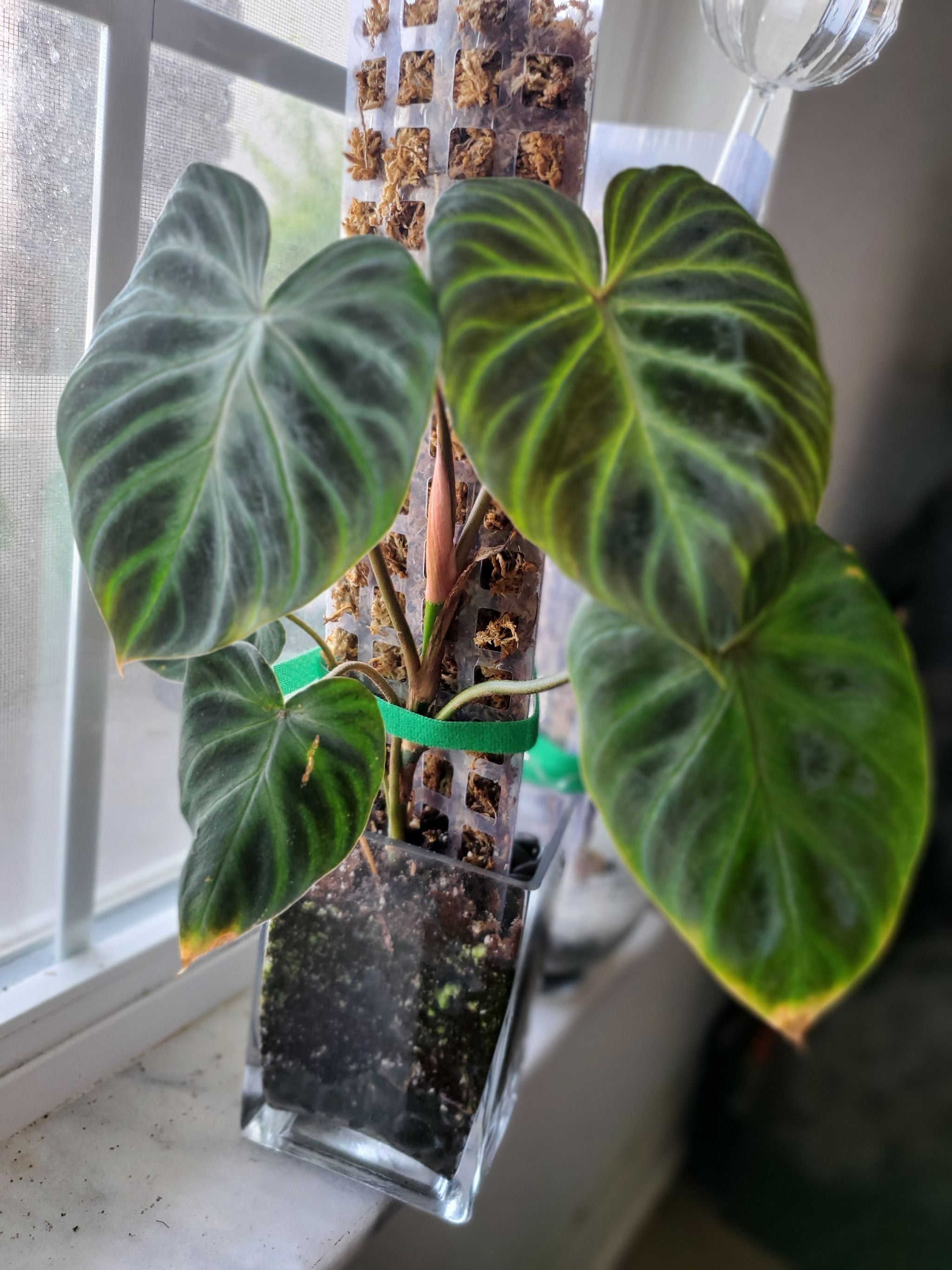 Philodendron sp Colombia Care 101: Water, Light & Growing Tips