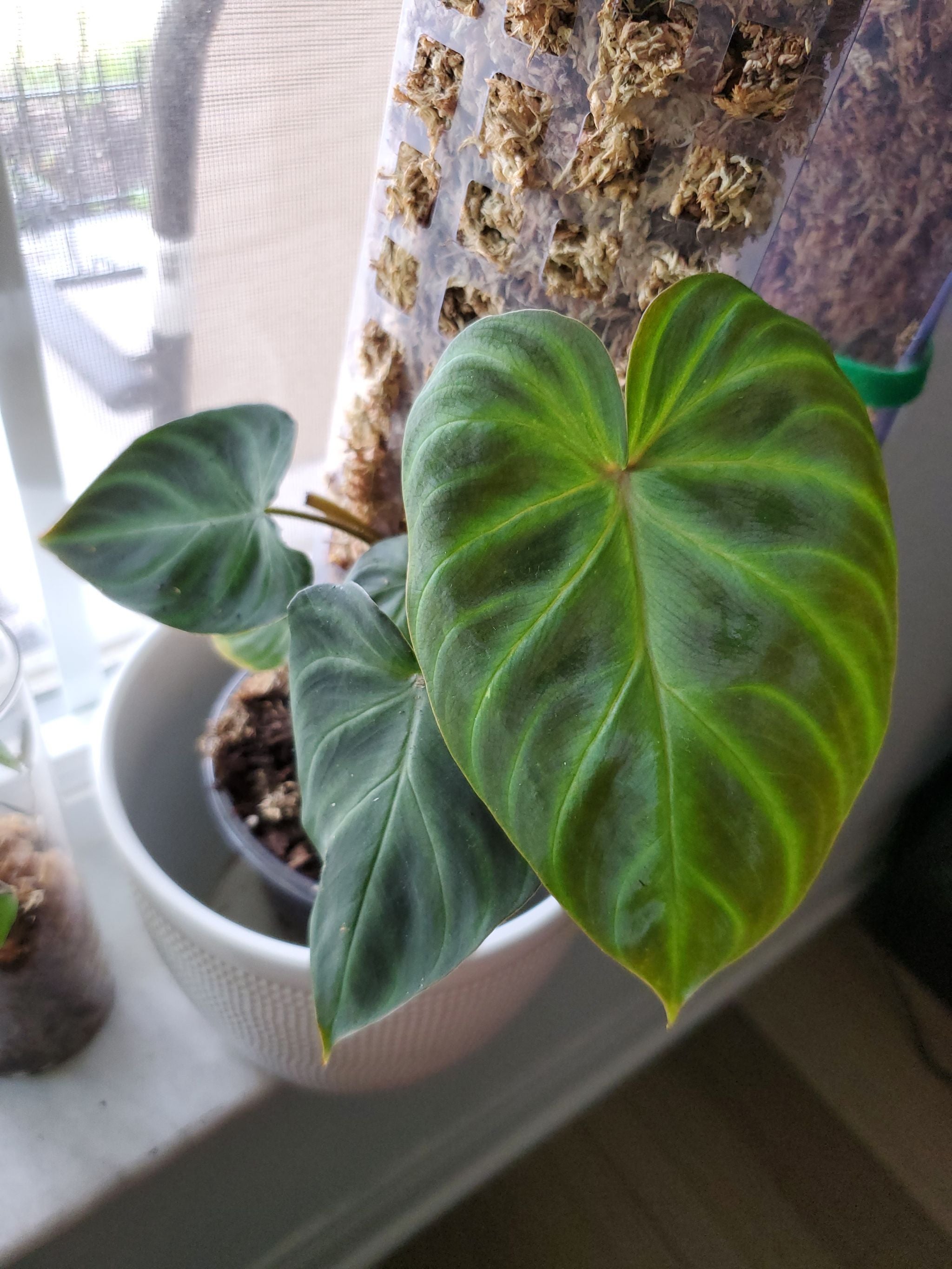 The Complete Rudolph Philodendron Plant Care Guide: Water, Light & Beyond