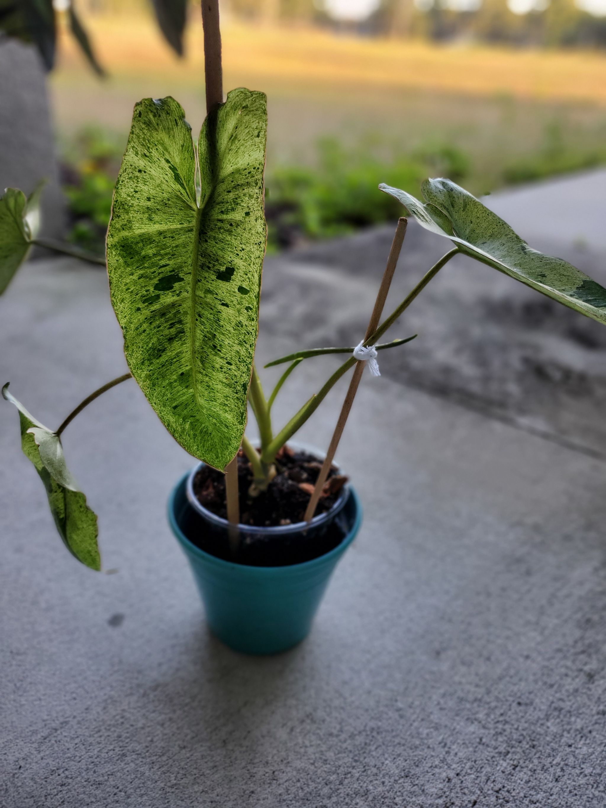 Keep Your Philodendron 'Green Fat Boy' Alive: Light, Water & Care ...