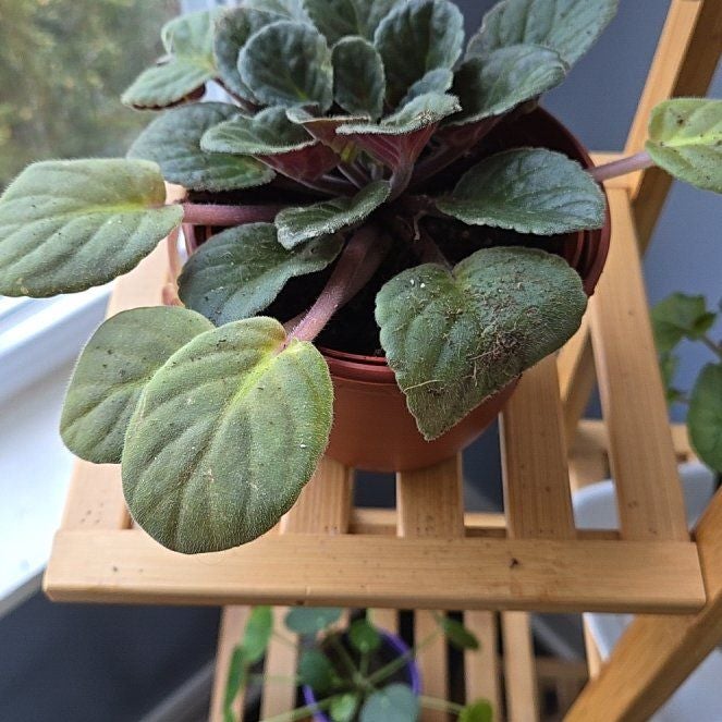 Zeus | A plant by @VastHautree on Greg