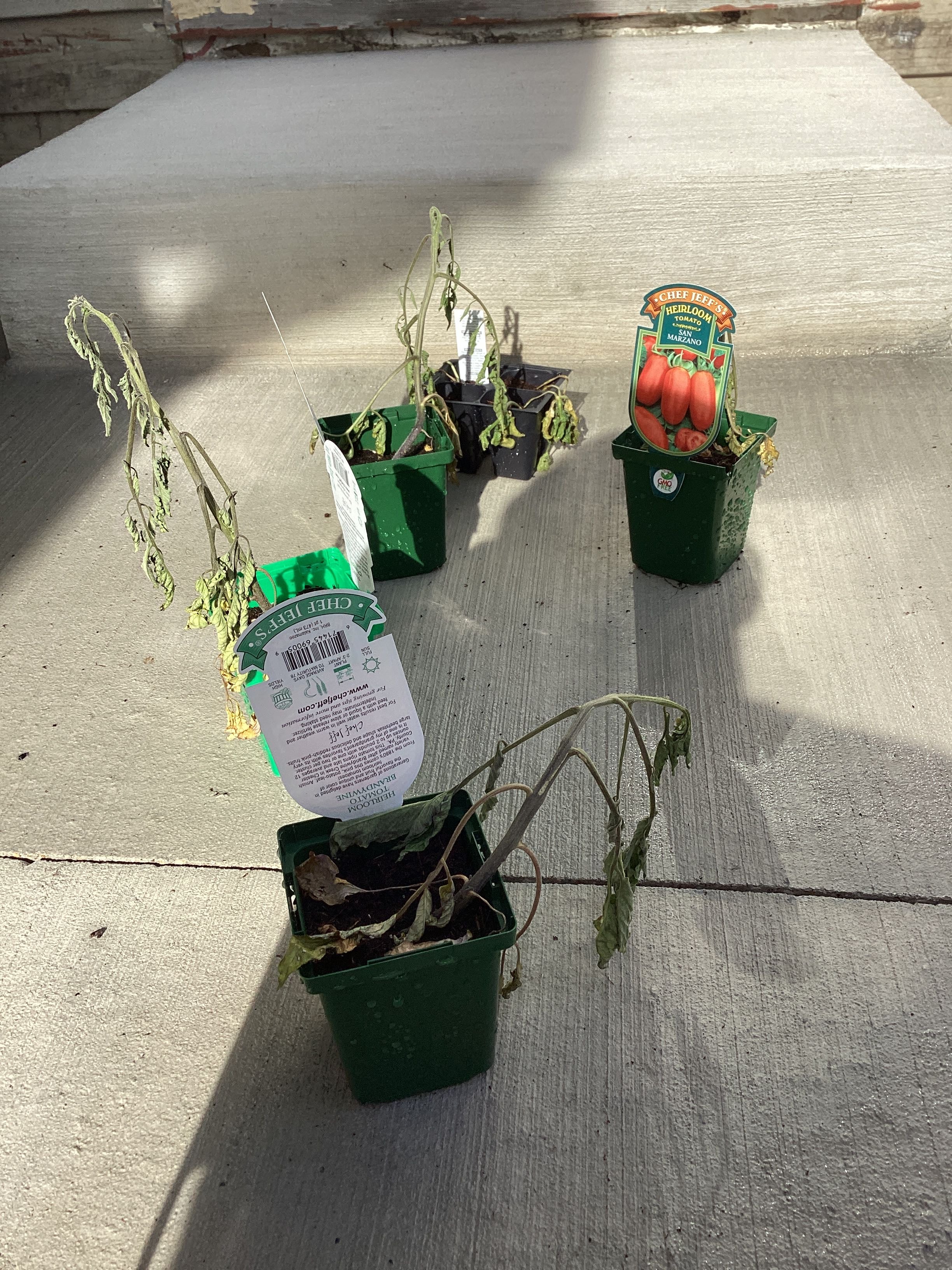 7 Perfect Spots to Plant Your Brandywine Tomato 🍅