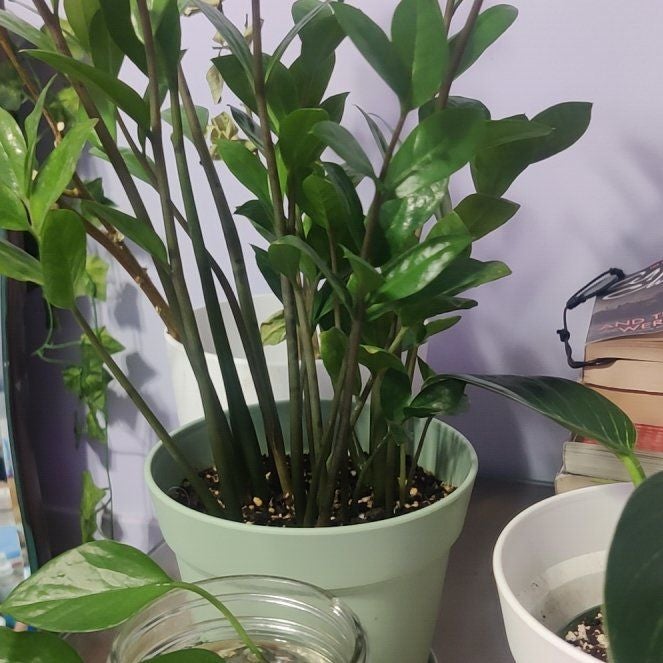 Gregarious | A plant by @UnharmedFord on Greg