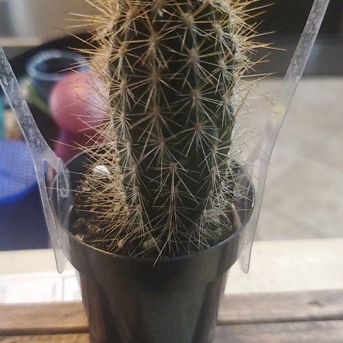 Beckham | A plant by @AssuredlyPhalsa on Greg