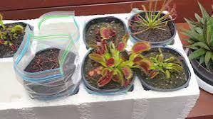 Are VFT hard plants to grow? Is "Hard" the correct term?