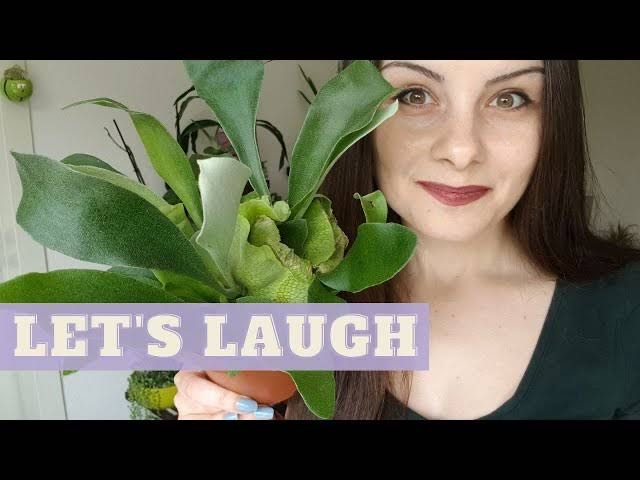 Aloe 'Fire Ranch' Plant Care: Water, Light, Nutrients | Greg App 🌱