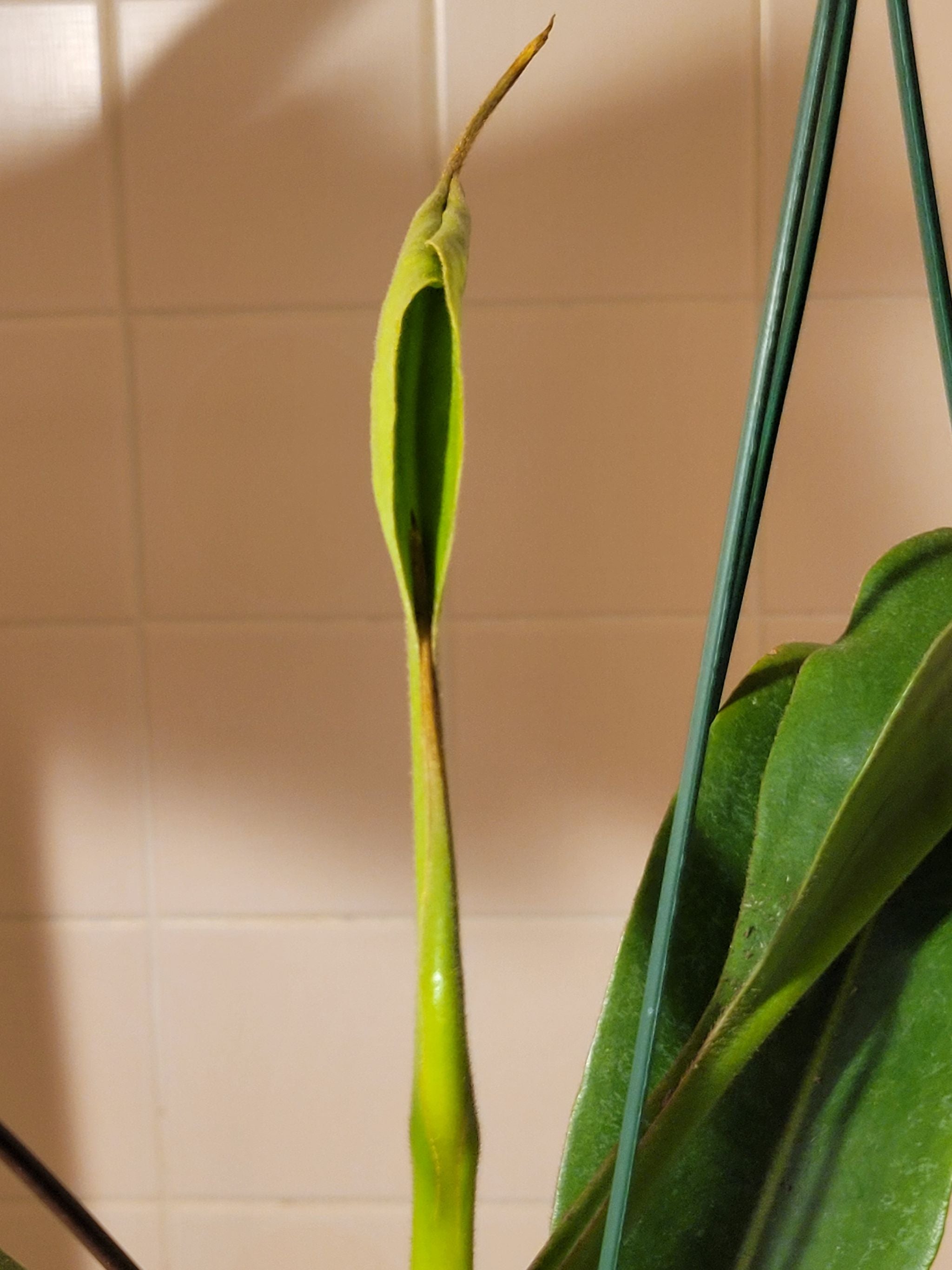 Shield-Leaved Pitcher Plant Care 101: Water, Light & Growing Tips