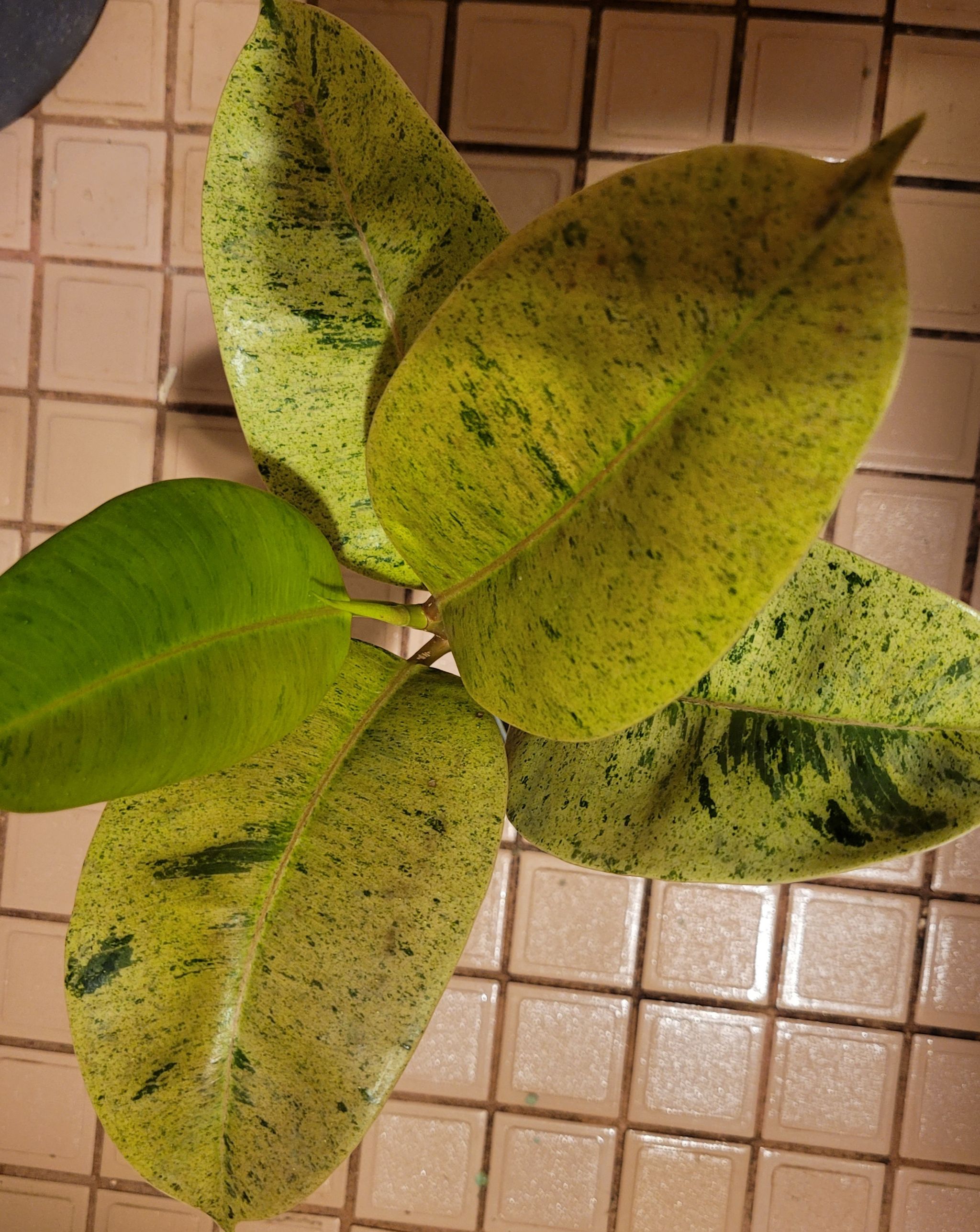 Keep Your Golden Gate Ficus Alive: Light, Water & Care Instructions