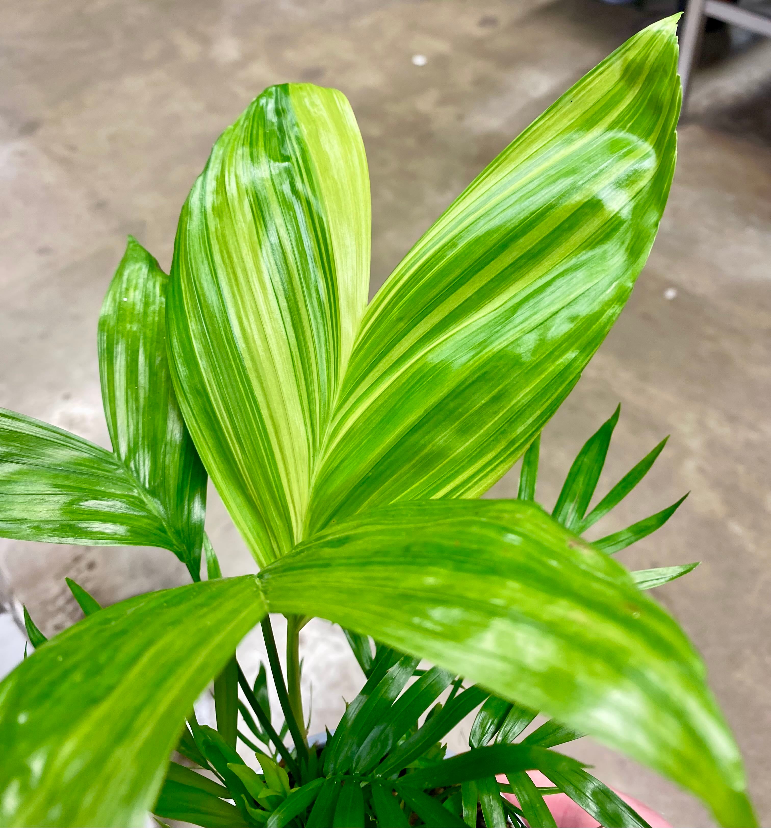 5 Advantages of Having a Alexandra Palm 🌴