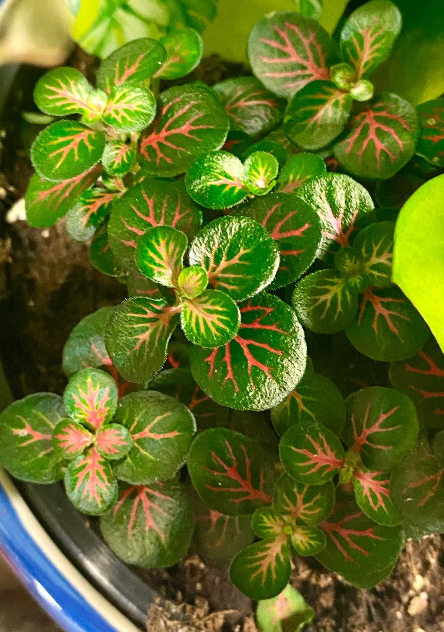 Nerve Plant Varieties and Colors Just wanted to share so...