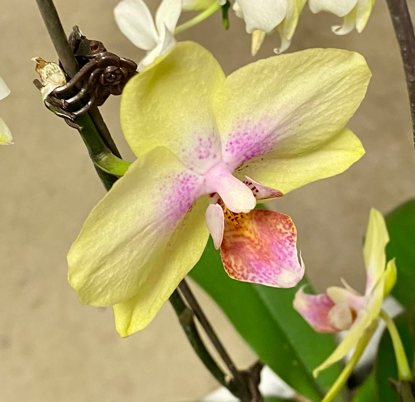 Dendrobium Formosum: A Comprehensive Overview