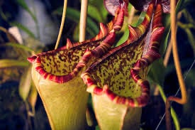 Top 6 Signs Your Pitcher Plant Needs Pollination 🐝