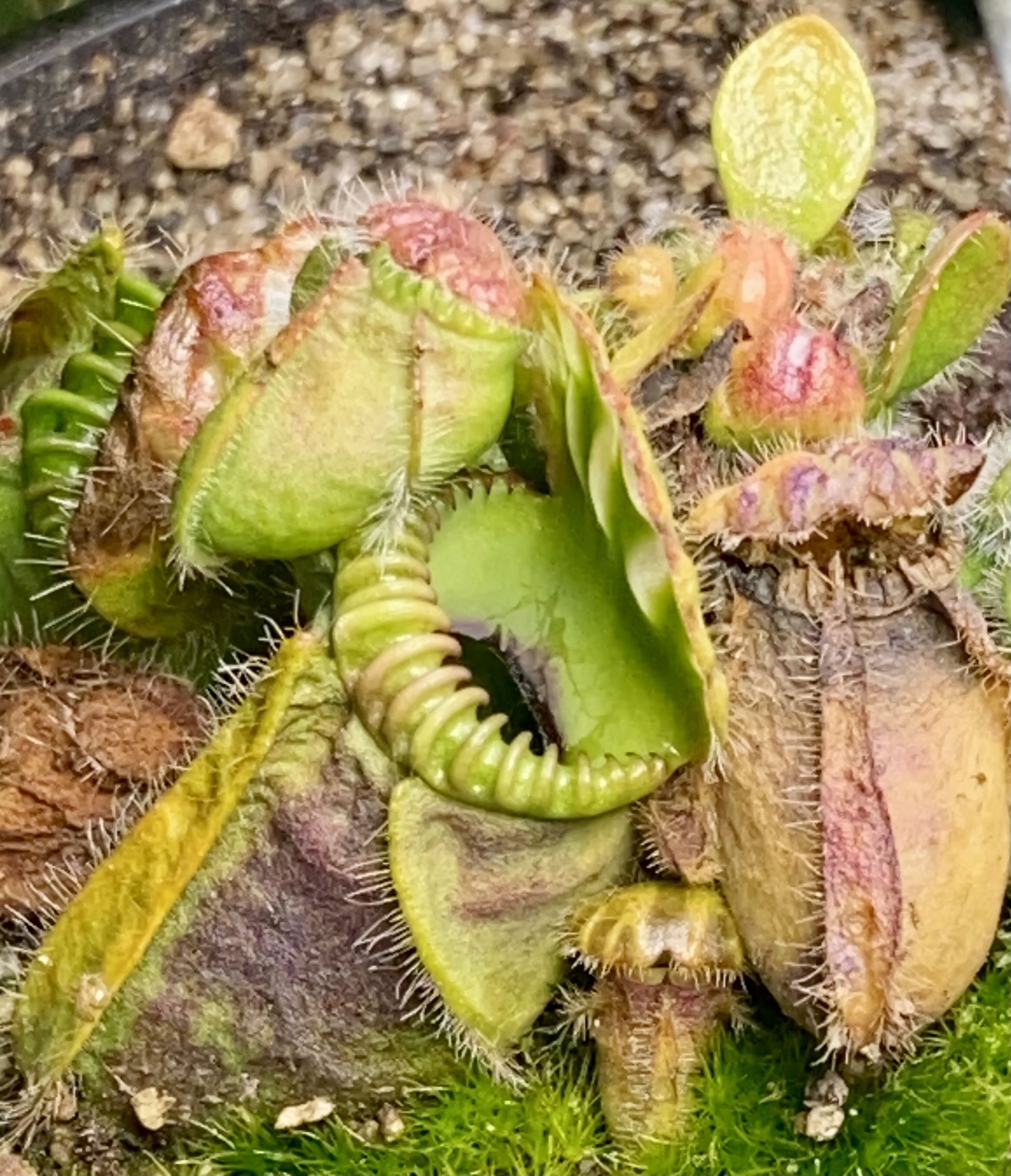 Why Are There Black Spots on My Nepenthes 'Miranda' Leaves?