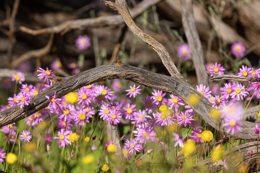 The Complete Green Catspaw Plant Care Guide: Water, Light & Beyond
