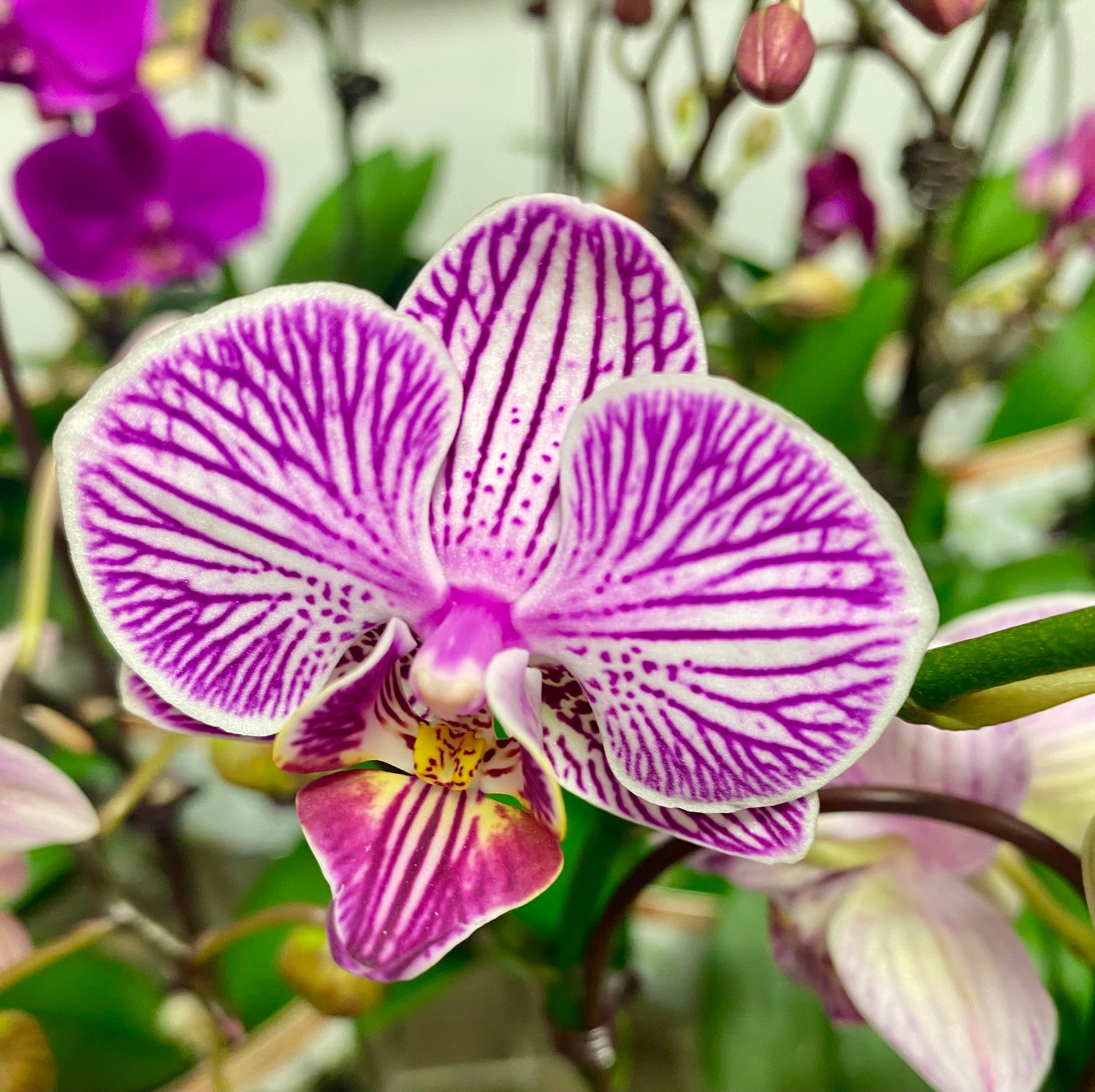 What You Should Know About Yellow Roth Orchid 🌼