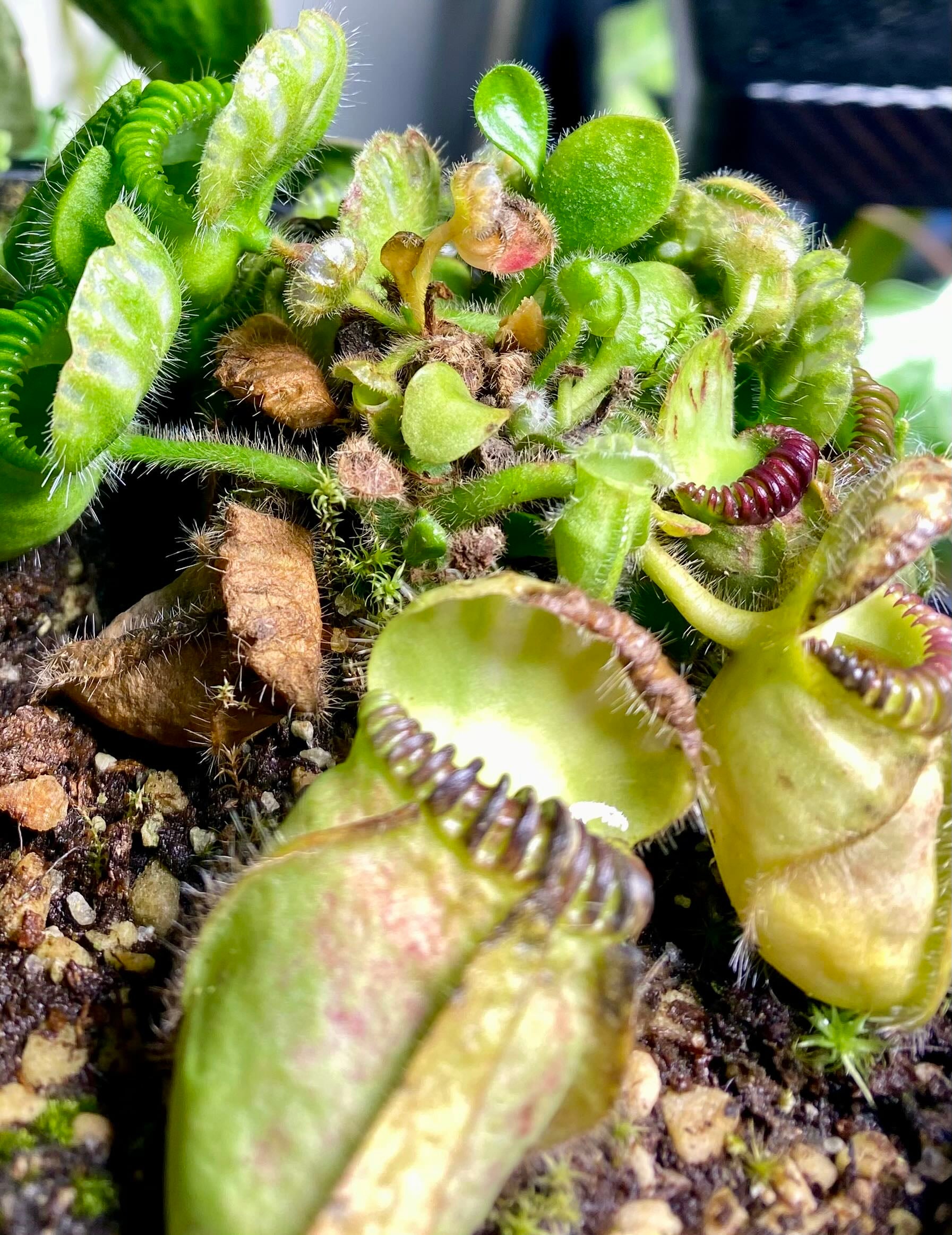 Everything You Need to Know About Albany Pitcher Plant 🏺