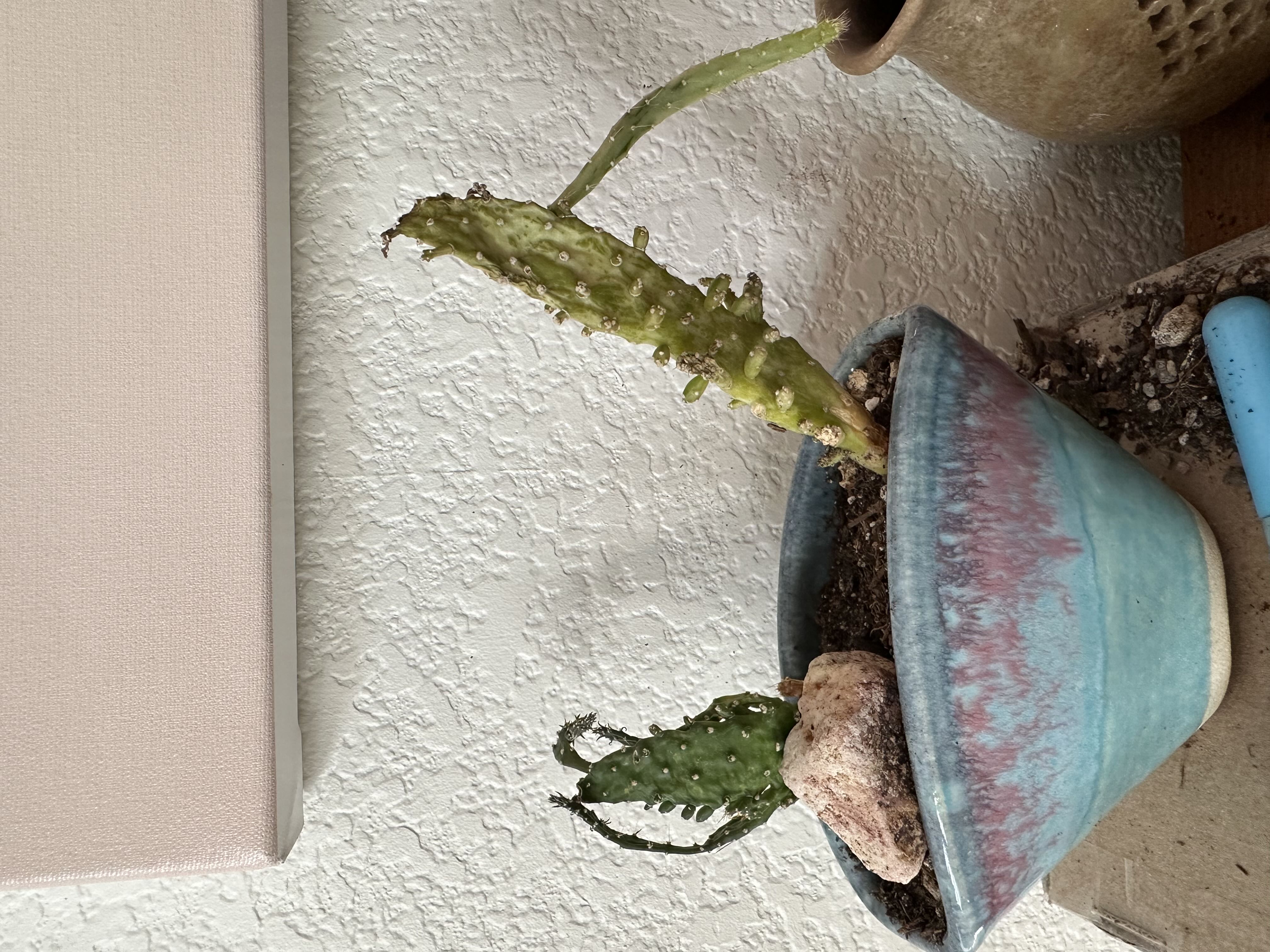 Drooping Prickly Pear Care 101: Water, Light & Growing Tips