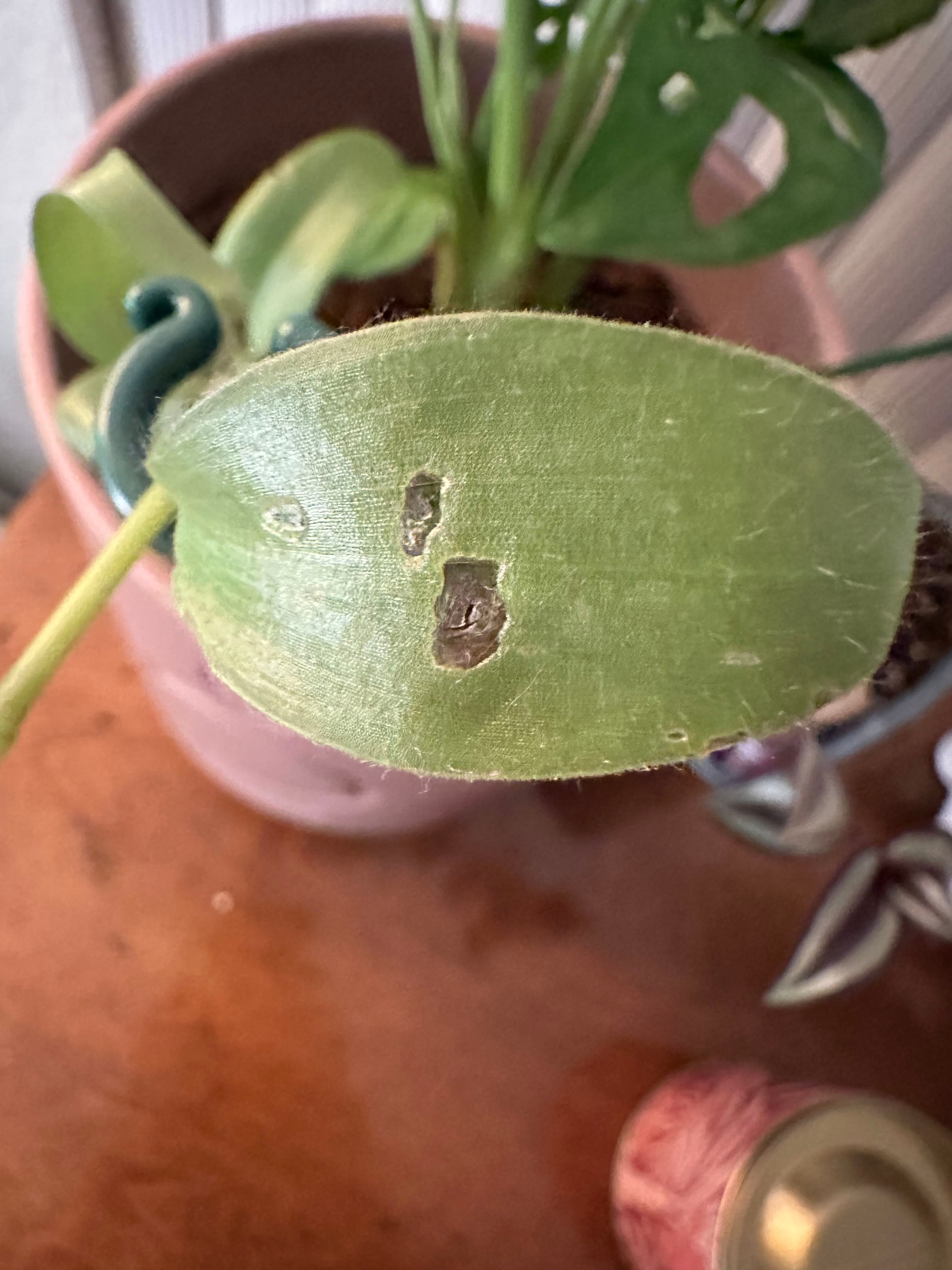 🐞 What Are The Bugs on My Tradescantia pallida 'Pale Puma'?