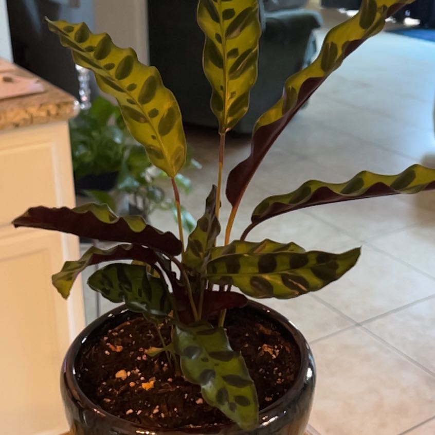 Zeus | A plant by @WarmBegoniarex on Greg