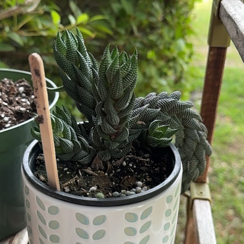 🦓 Propagating Your Zebra Wart: Step-by-Step Guide