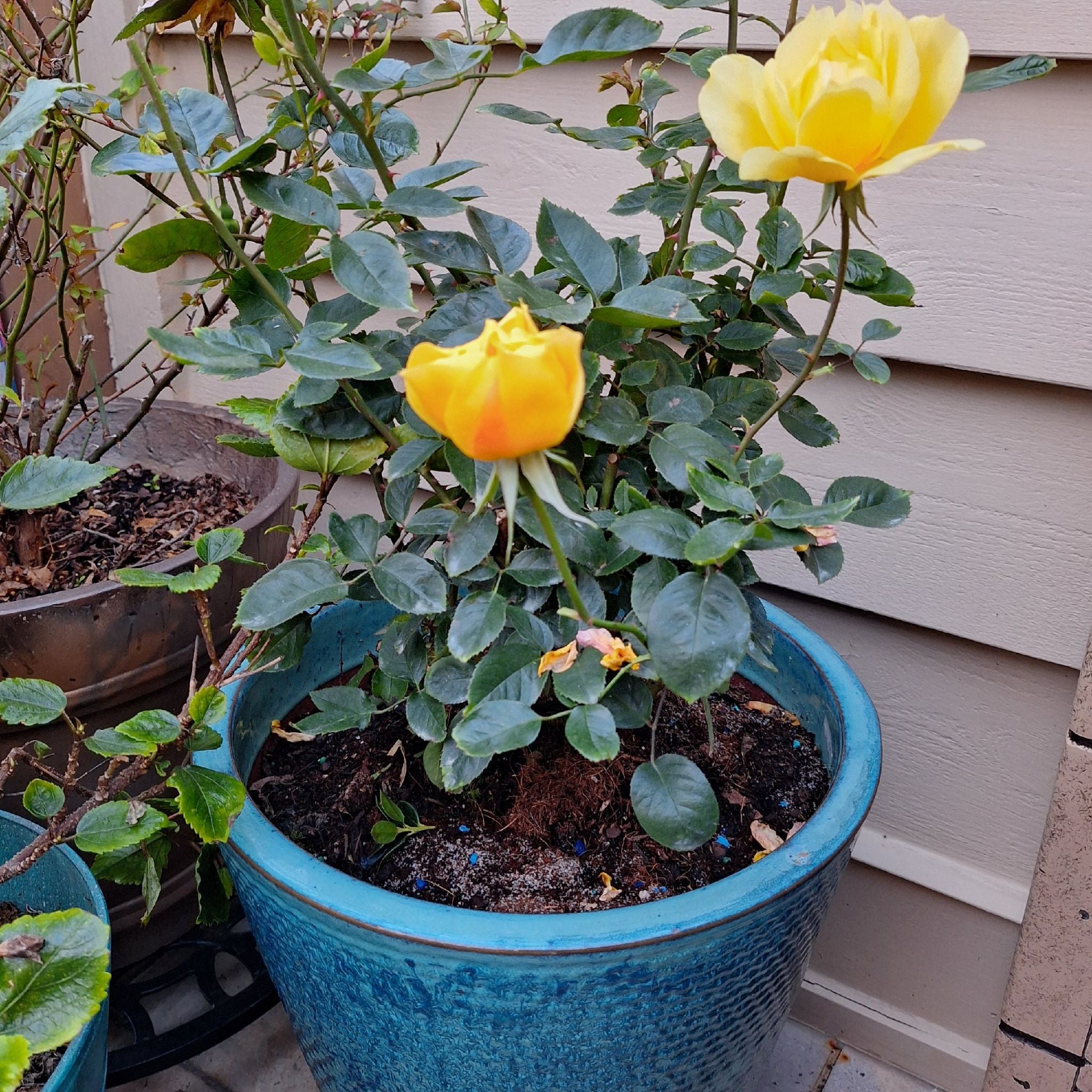 The Complete Hybrid Tea Rose Plant Care Guide: Water, Light & Beyond
