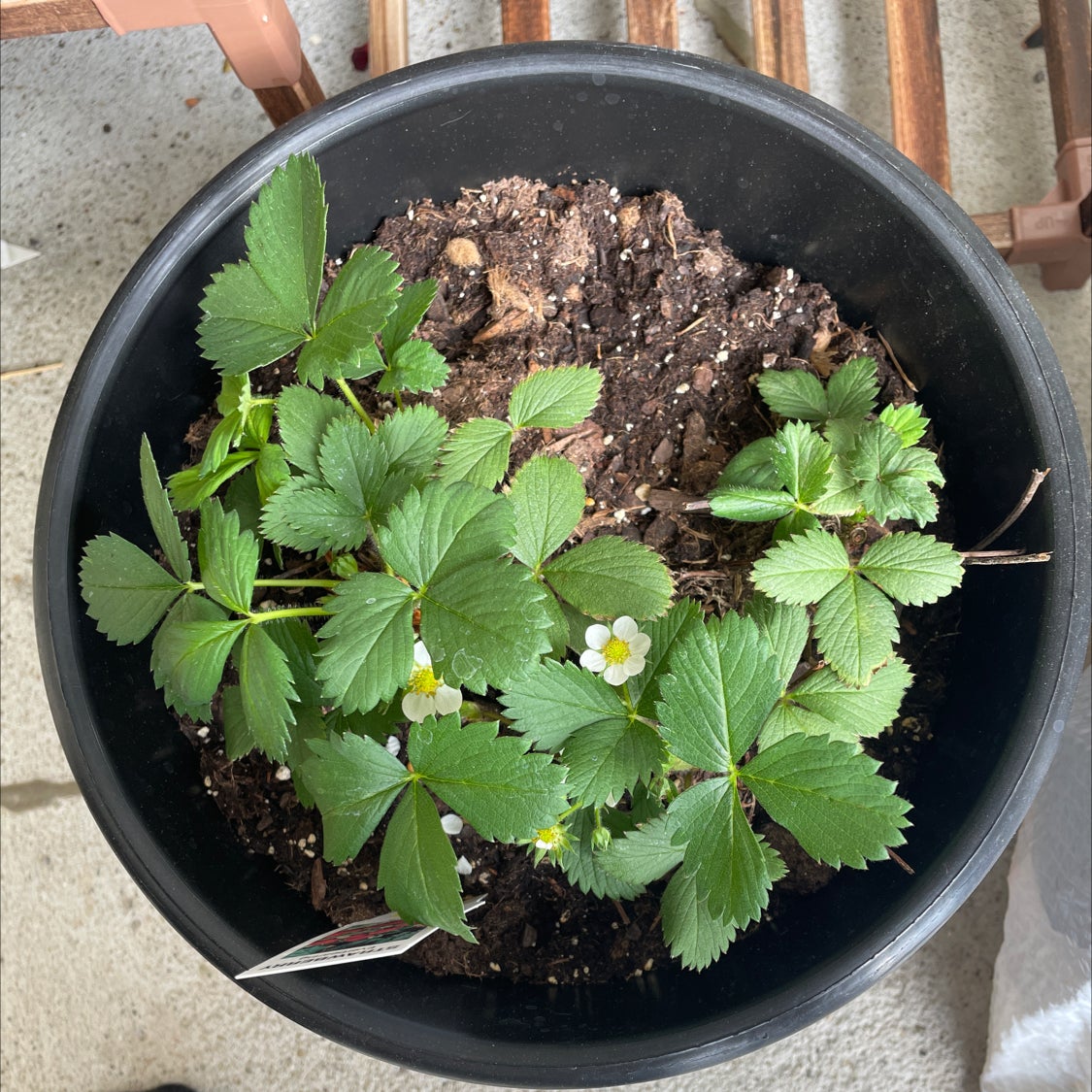 🍓 Propagating My Garden Strawberry: Step-by-Step Guide