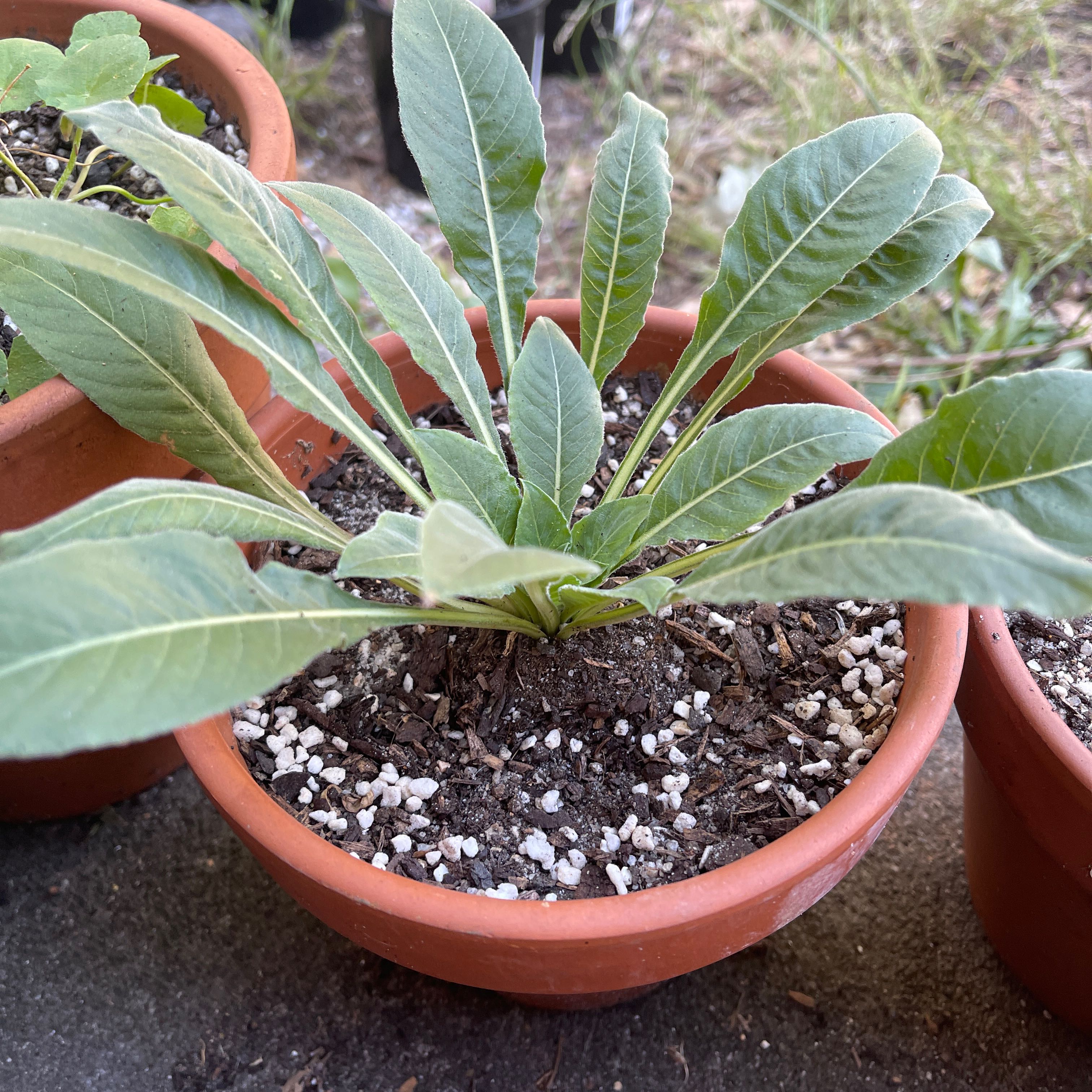 Black Spots on My Common Evening-Primrose Leaves