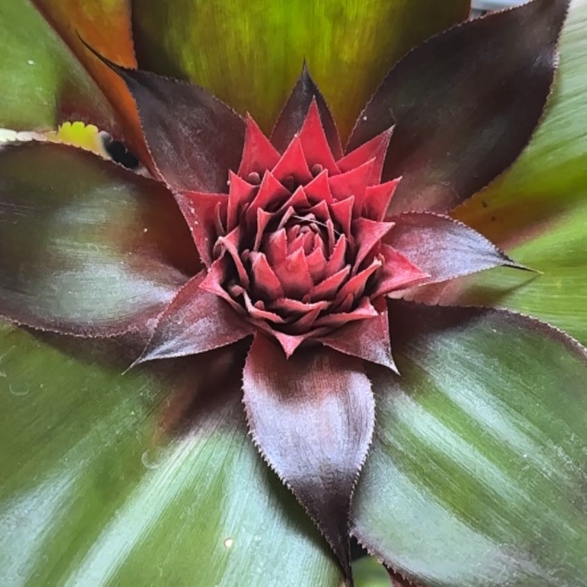 The Complete Aechmea Tayoensis Plant Care Guide: Water, Light & Beyond