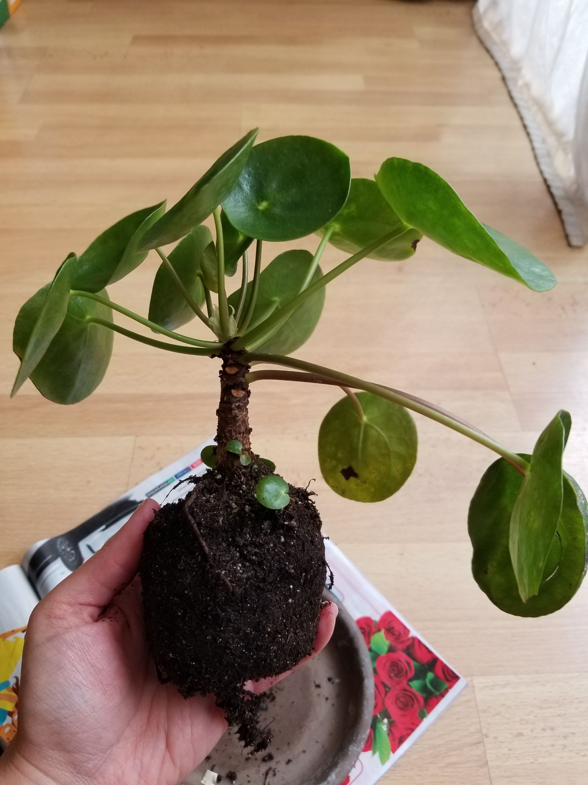Root rot on my Pilea peperomioides?