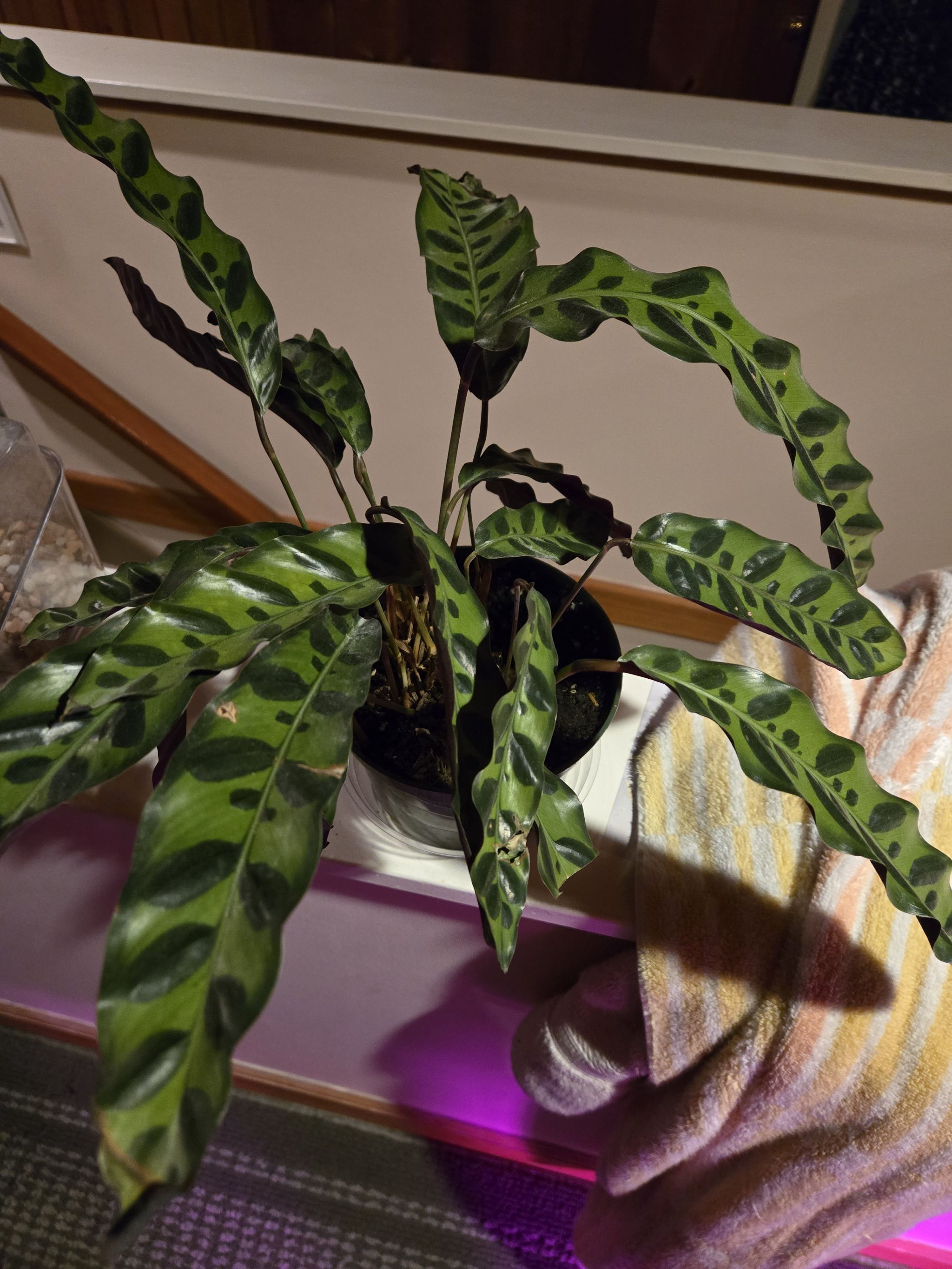 Hiss Majesty | A plant by @VitalPotatotree on Greg