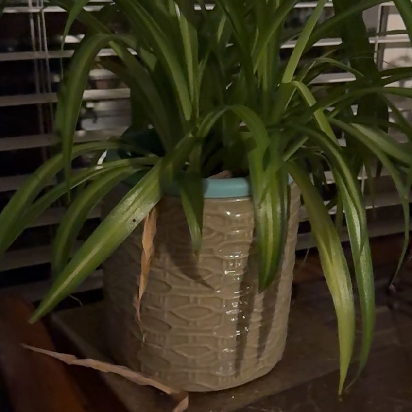 Daphne | A plant by @DaringSuriana on Greg