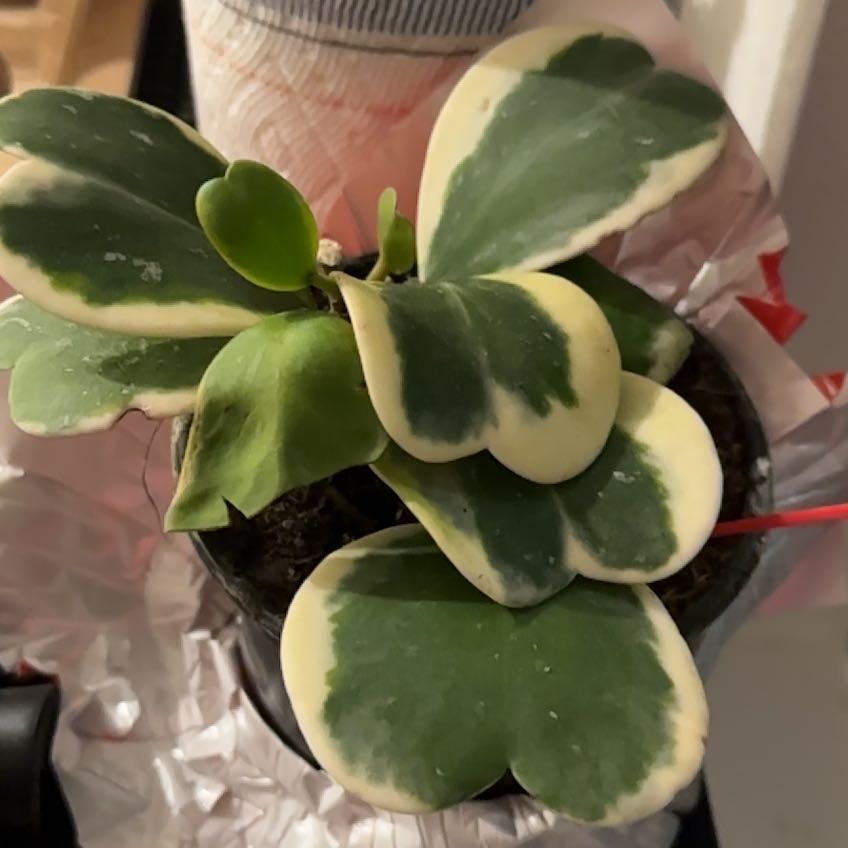Athena | A plant by @AccordantDamsii on Greg