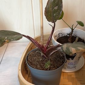 Pink Marble Plant Care: Water, Light, Nutrients | Greg App 🌱