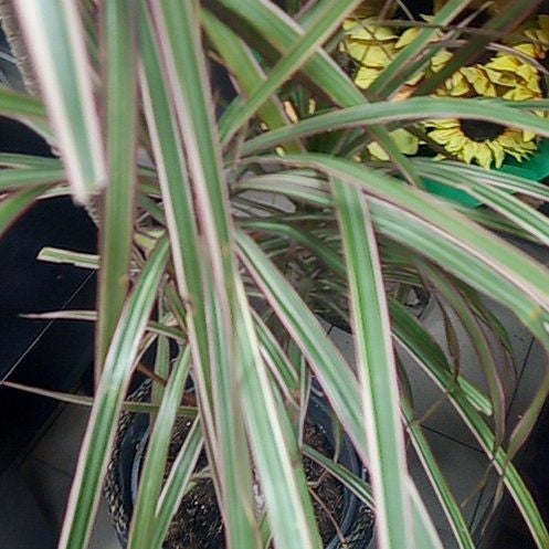 Screw Pine Plant Care: Water, Light, Nutrients | Greg App 🌱