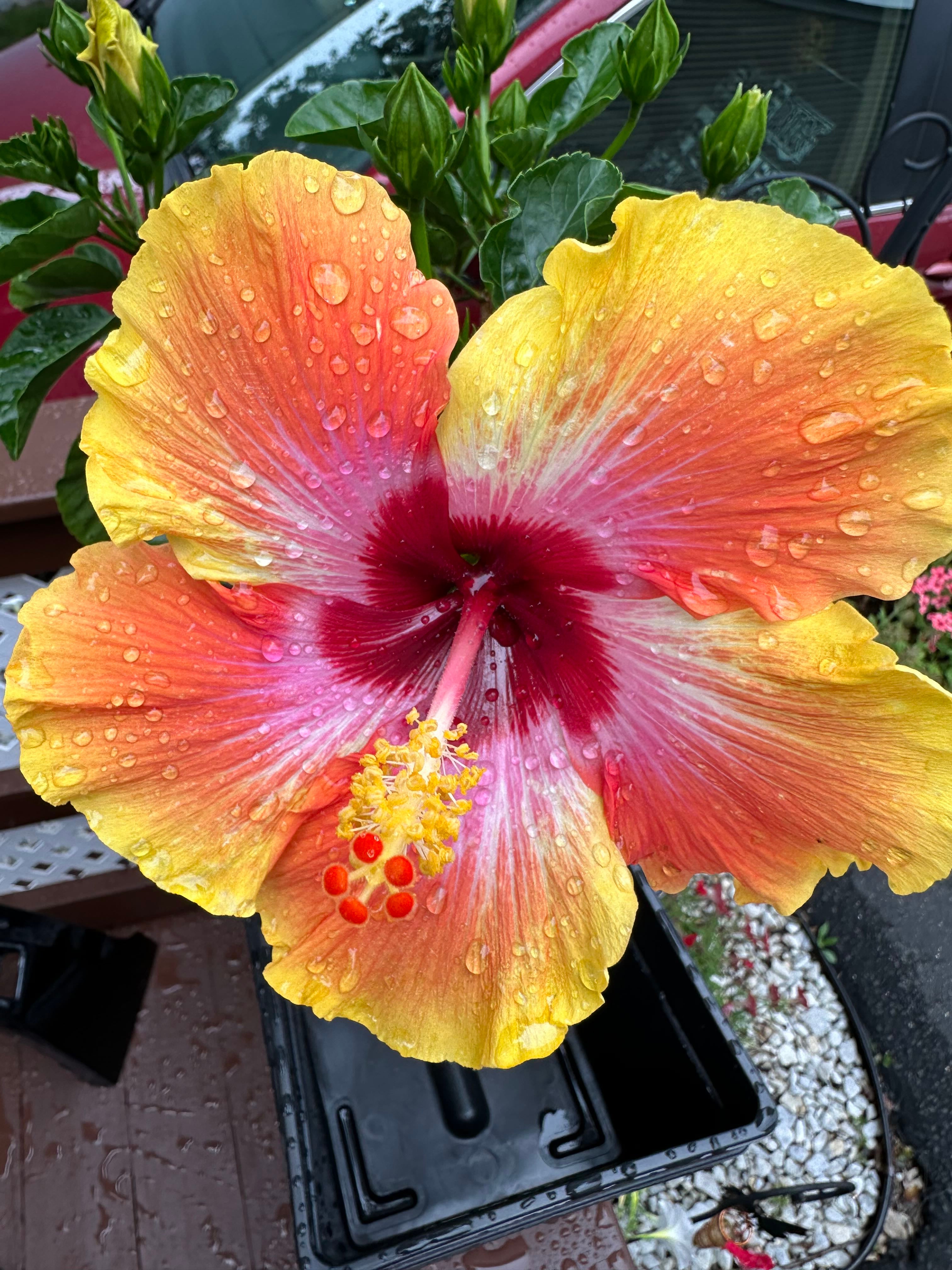 Chinese Hibiscus Care 101: Water, Light & Growing Tips