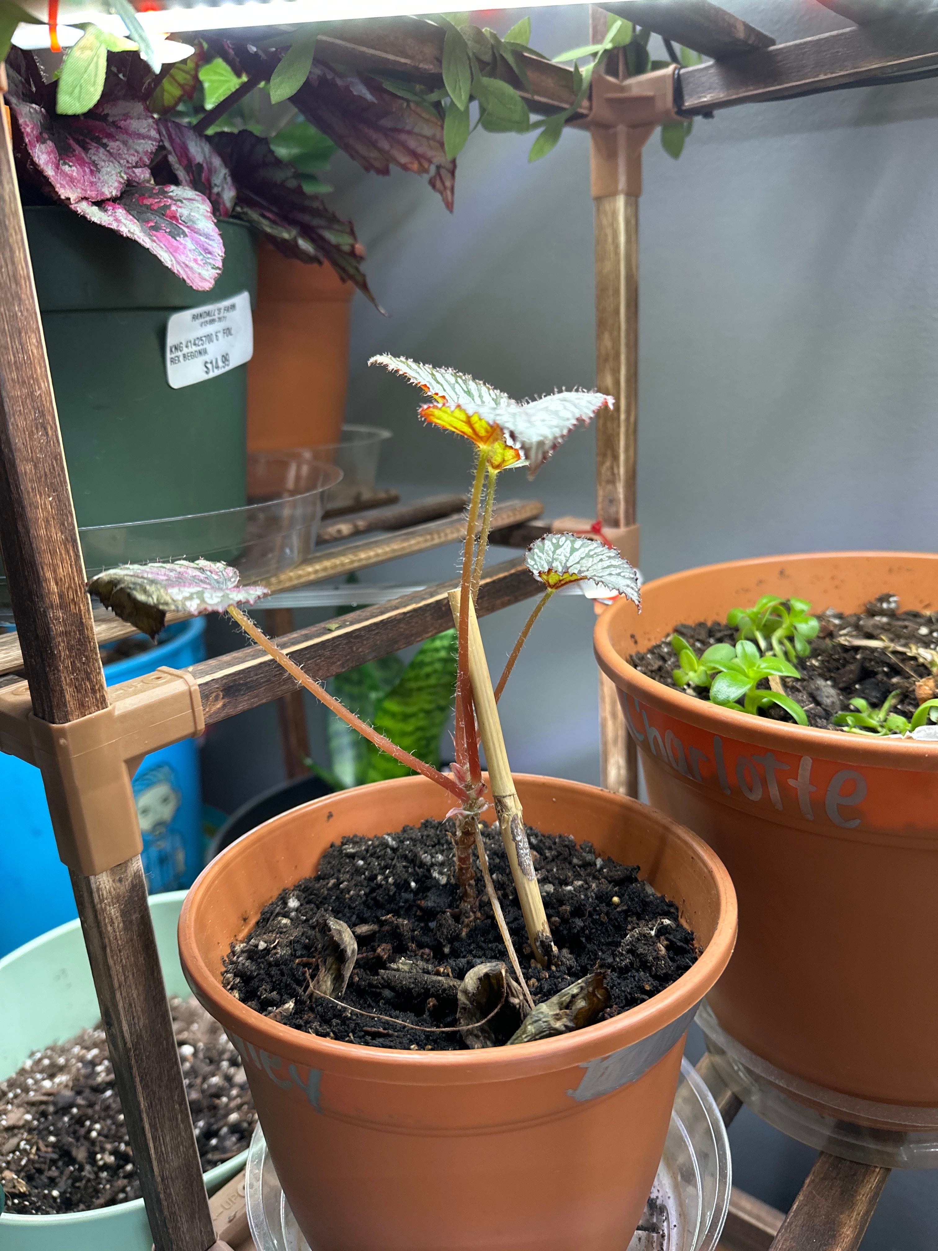 Why is she like this?