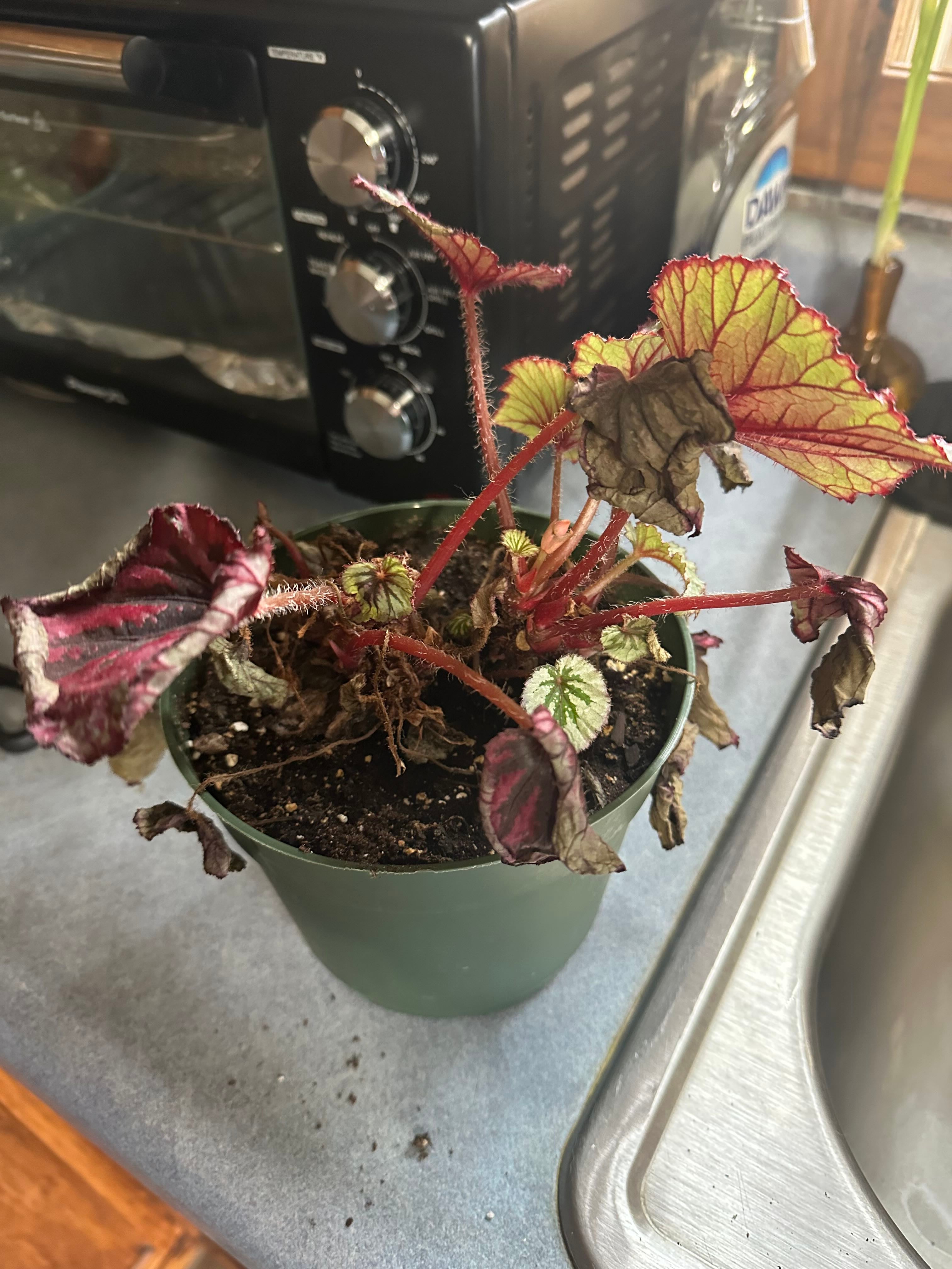 🌸 10 Tips for Fixing Flower Problems in Begonia
