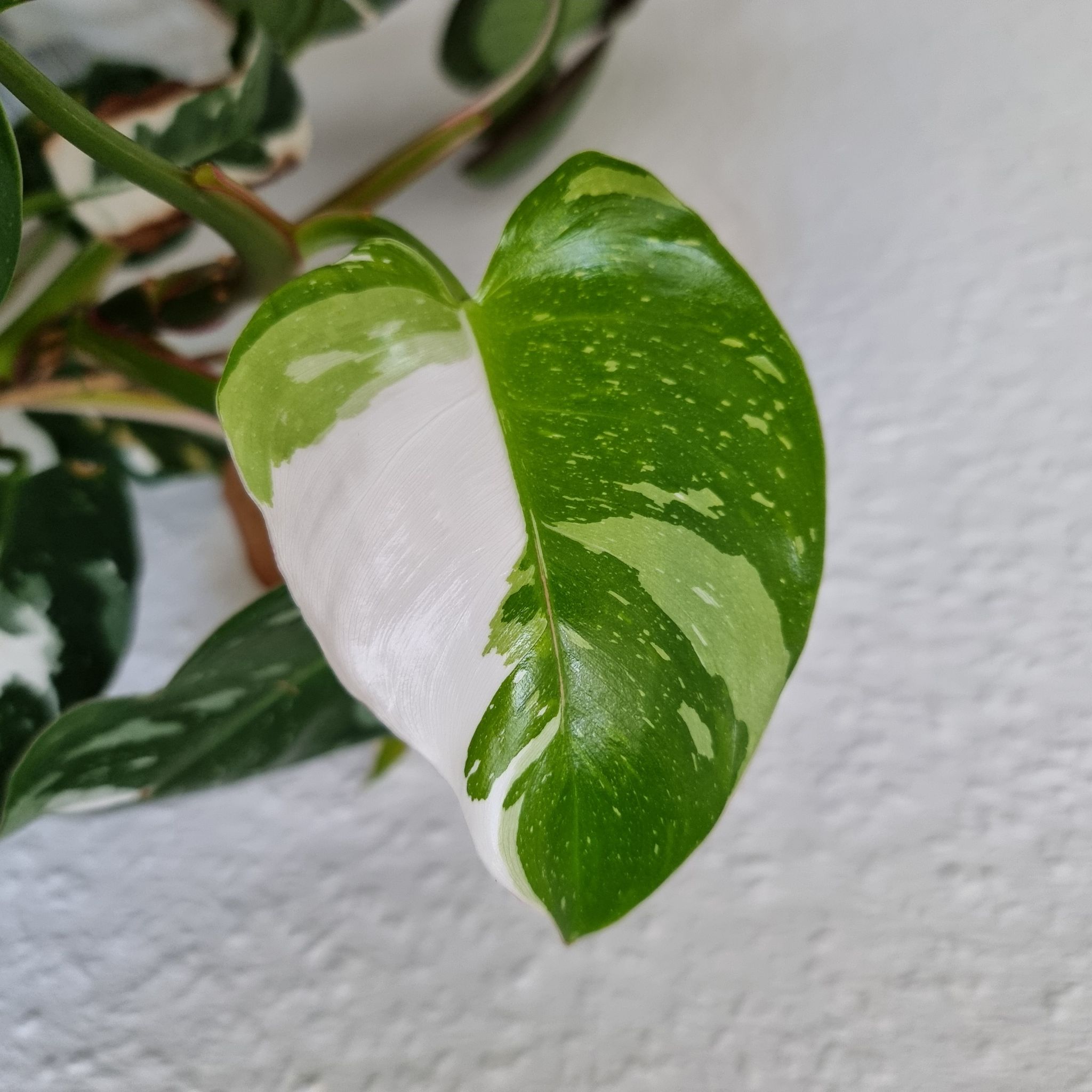 Why Are My Philodendron 'Jungle Fever' Leaves Falling Over?