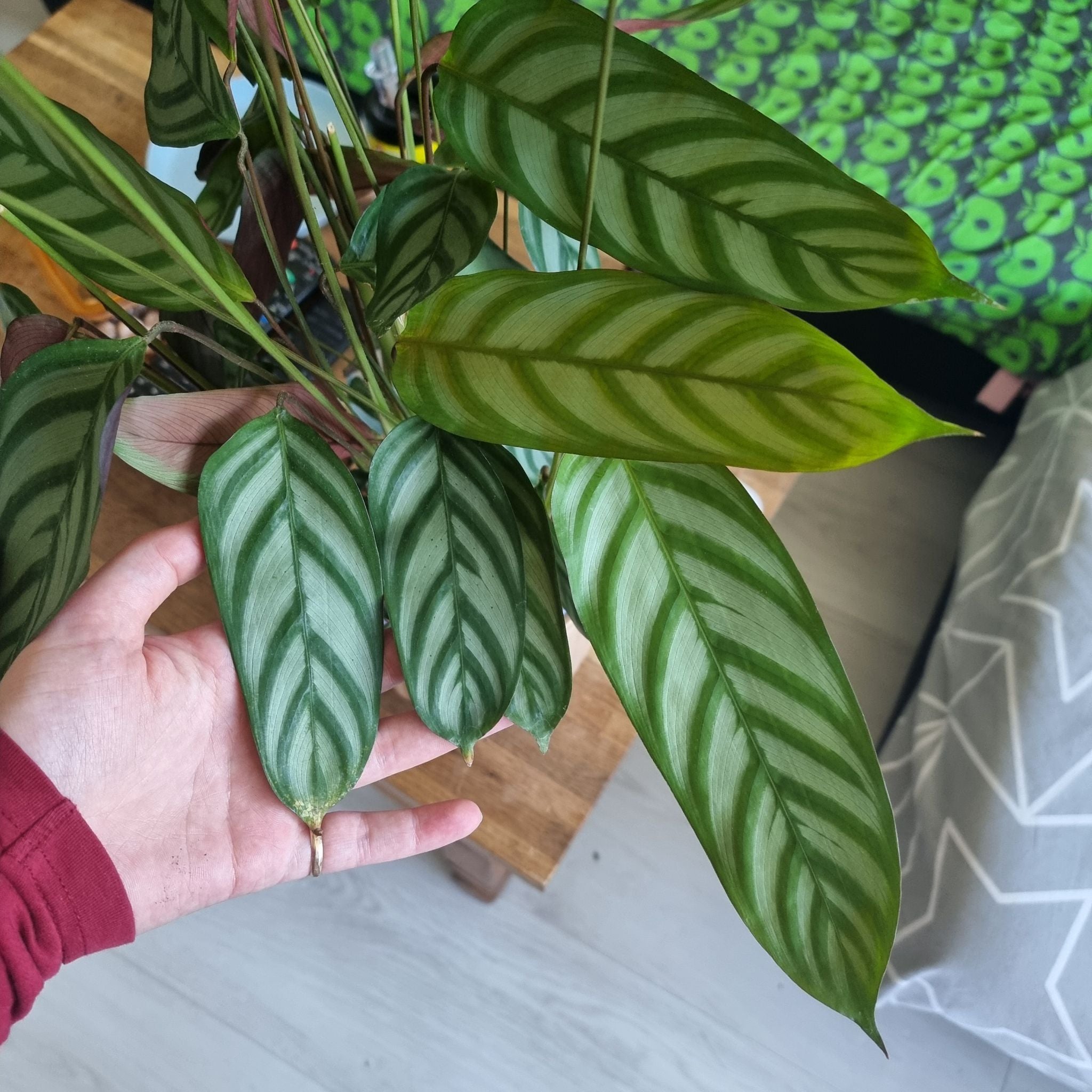 Calathea anulque Care 101: Water, Light & Growing Tips