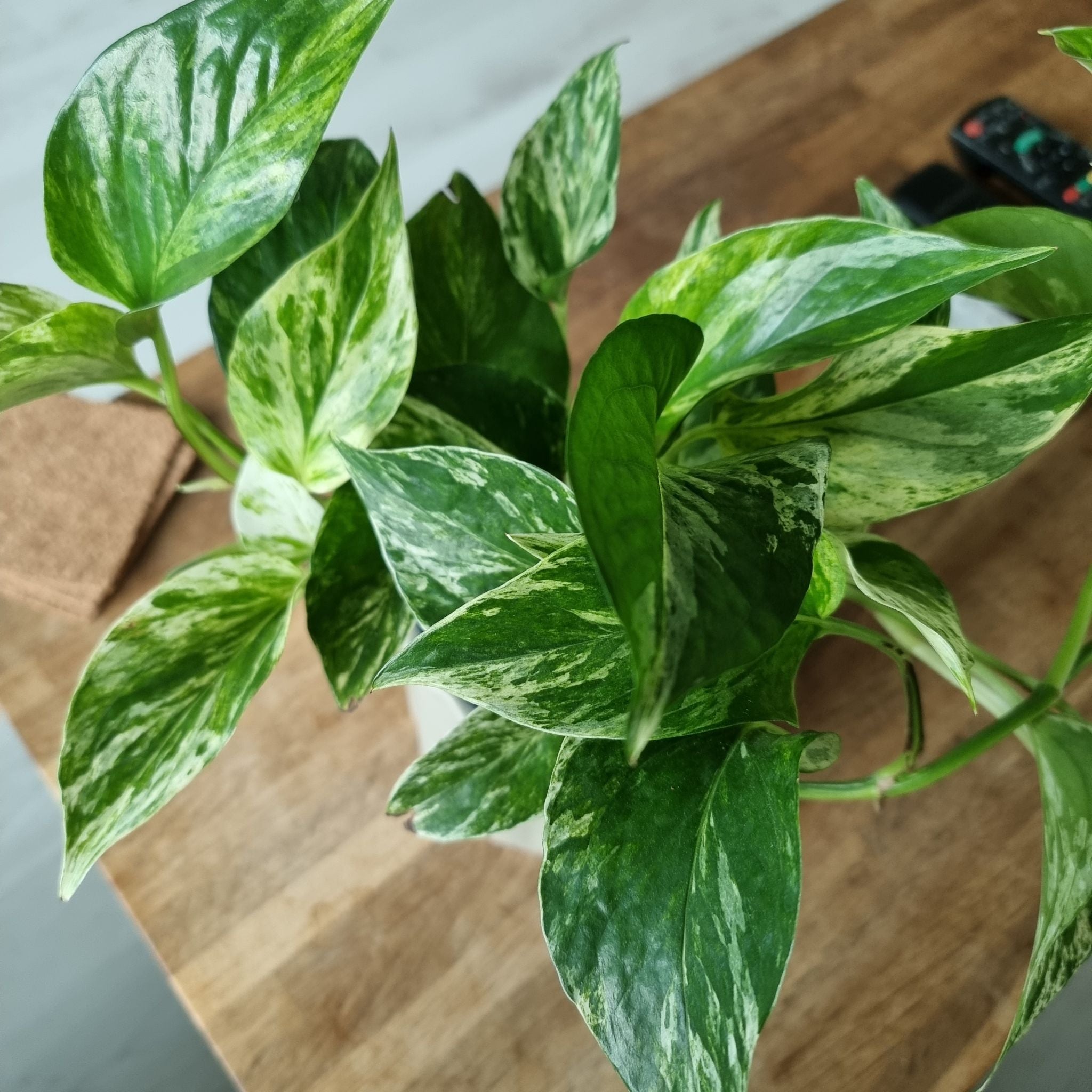 Skeleton Key Pothos Plant Care: Water, Light, Nutrients | Greg App 🌱