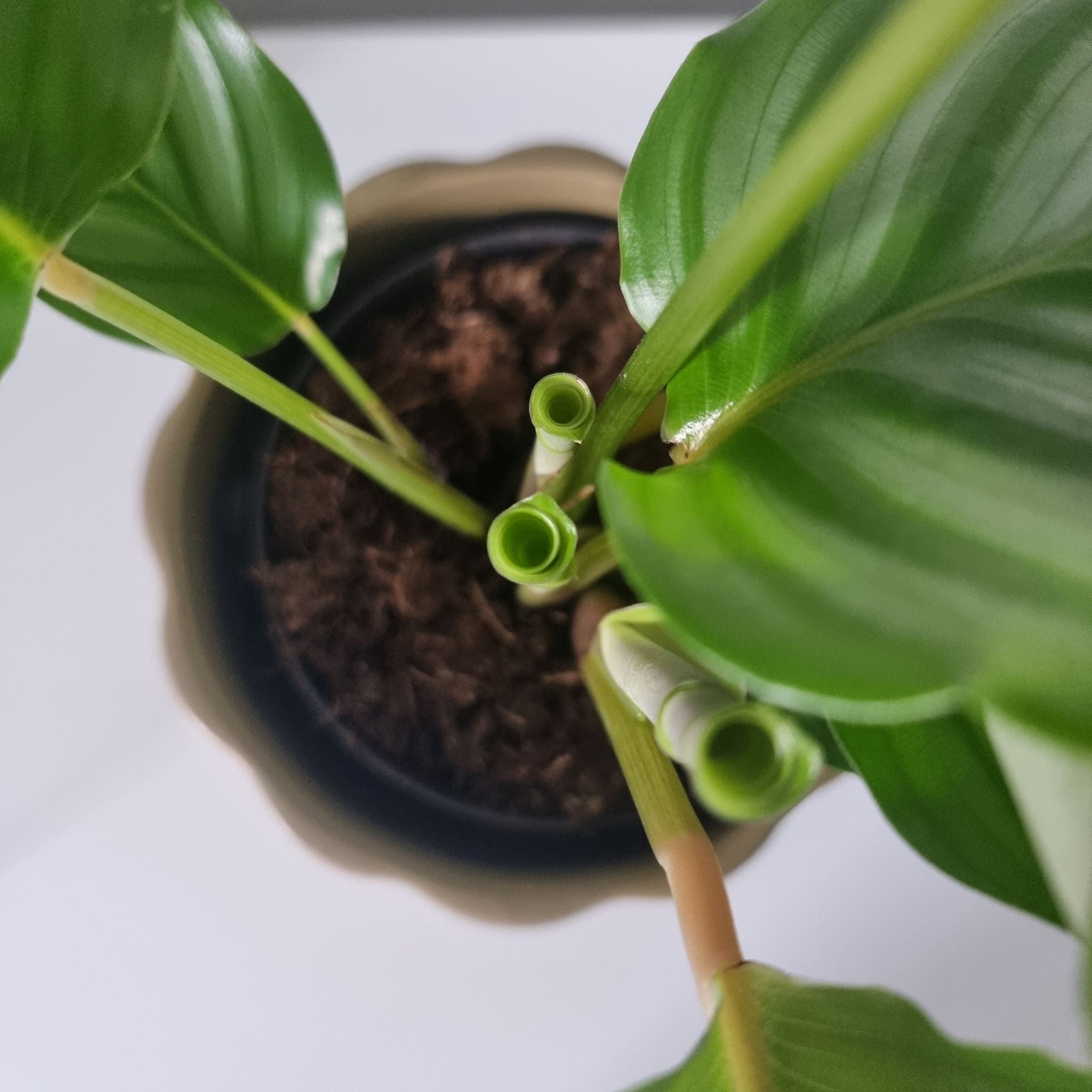 Philo Dwarf Red Congo Care 101: Water, Light & Growing Tips