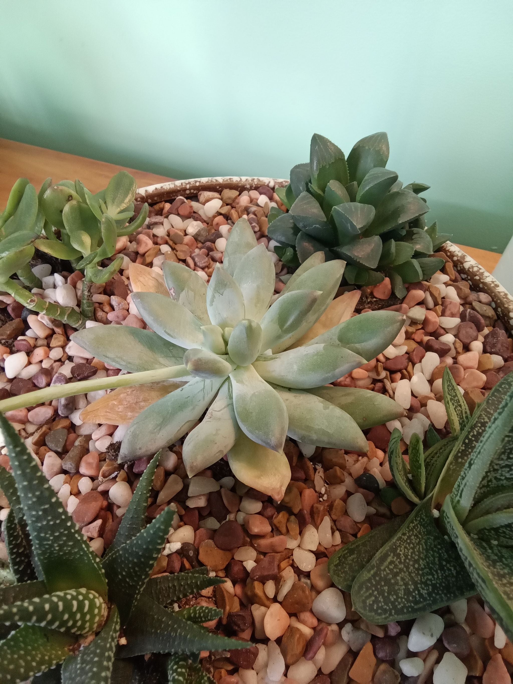 🌍 Mullein Hardiness Zones Ultimate Guide: 3a-9b