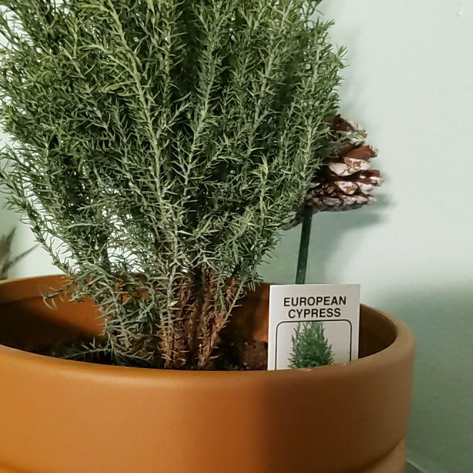 The Complete European Cypress Plant Care Guide: Water, Light & Beyond