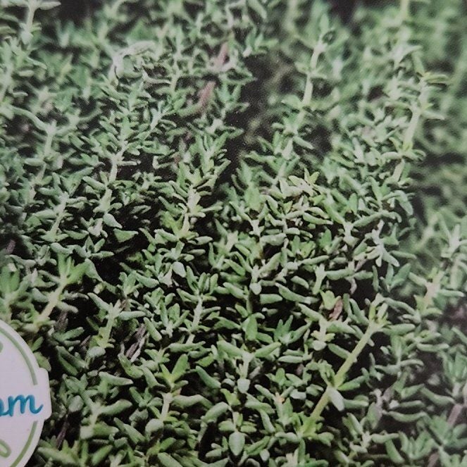 Marley | A plant by @VastSnakeplant on Greg