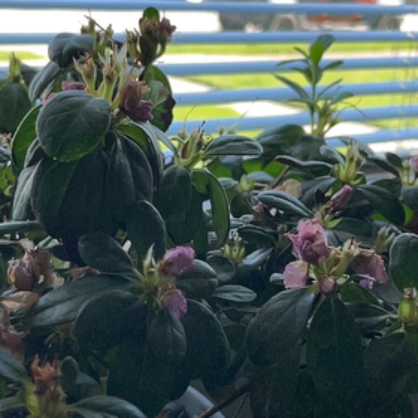 Captain Plant-it | A plant by @SilkenPansy on Greg