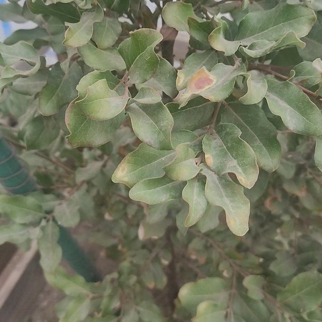 The Complete Cryptocarya alba Plant Care Guide: Water, Light & Beyond