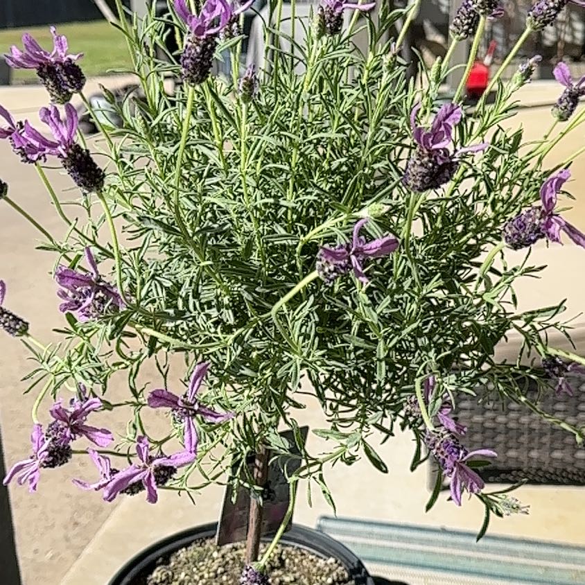 Sol | A plant by @GourmetCuttings on Greg