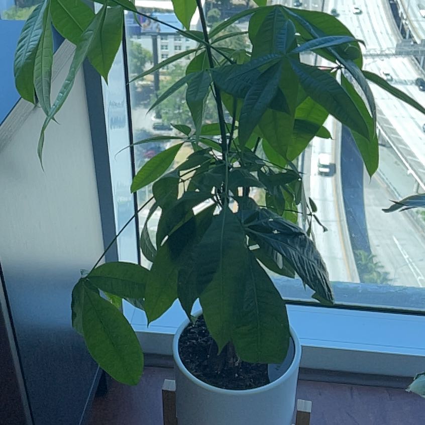 Marley | A plant by @RichBismarckia on Greg