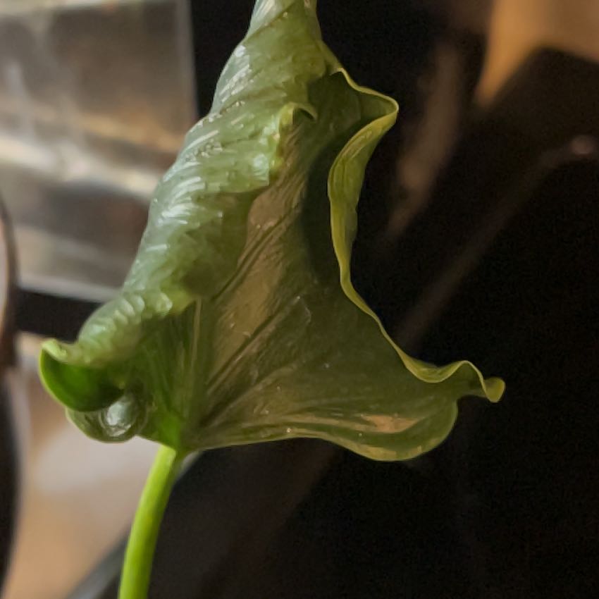 The Complete Alocasia Triangularis Plant Care Guide: Water, Light & Beyond